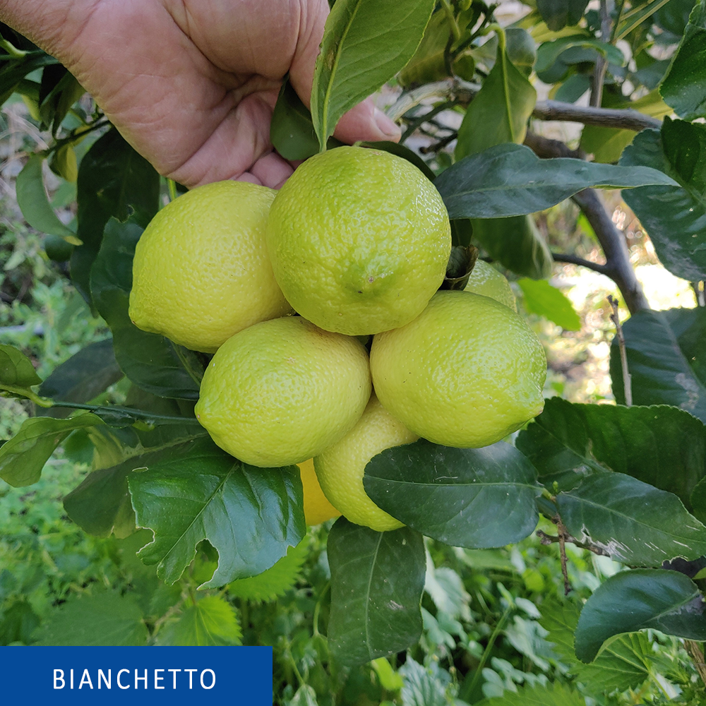 Limoni siciliani dell' Etna - Bianchetto – comparissimo